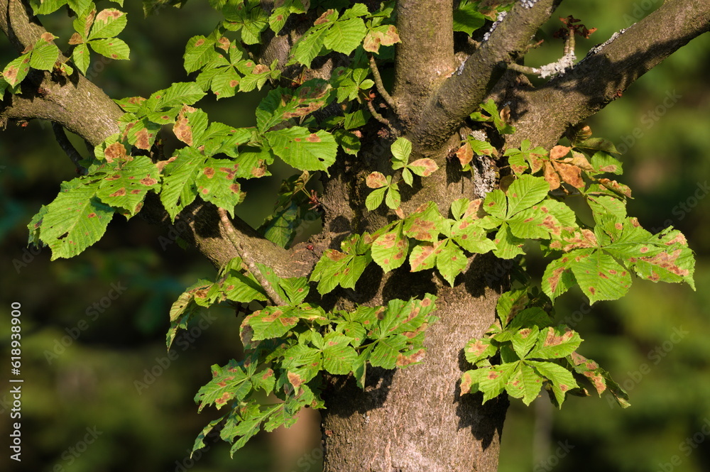 Foto de Stock Aesculus hippocastanum tree aka horse chestnut invaded by ...