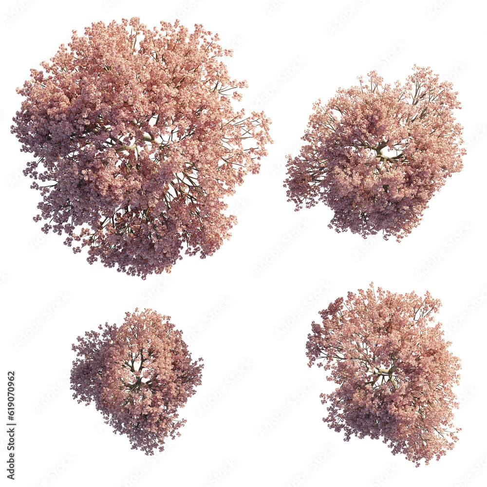 ภาพประกอบ Stock isolated prunus tree from top view, best use for ...