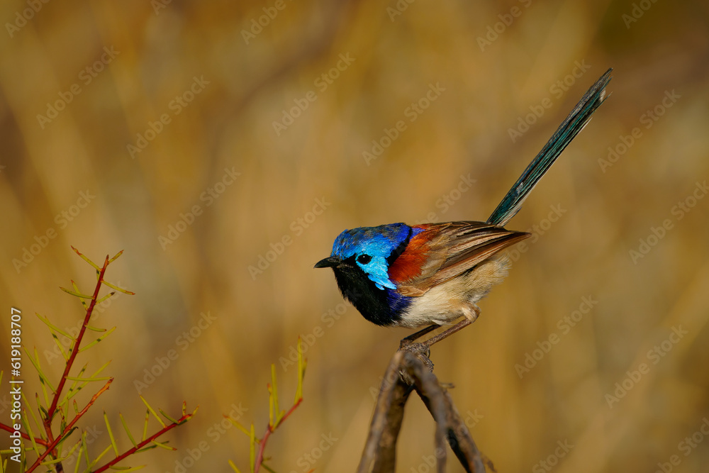 Purple-backed Fairywren - Malurus assimilis bird native to Australia ...