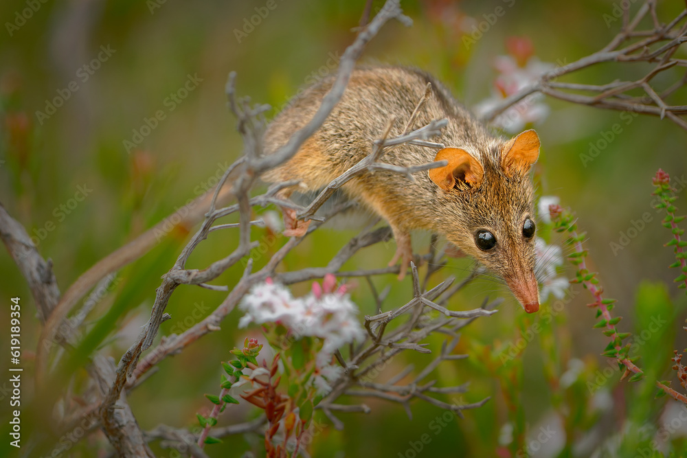 Honey Possum or noolbenger Tarsipes rostratus tiny marsupial feeds on ...