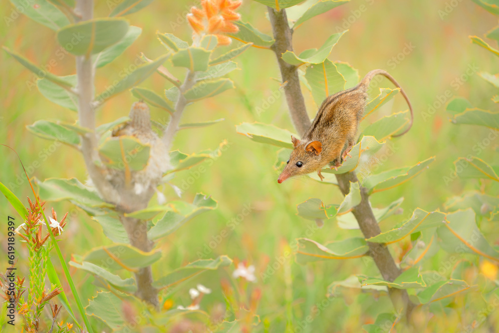 Honey Possum or noolbenger Tarsipes rostratus tiny marsupial feeds on ...