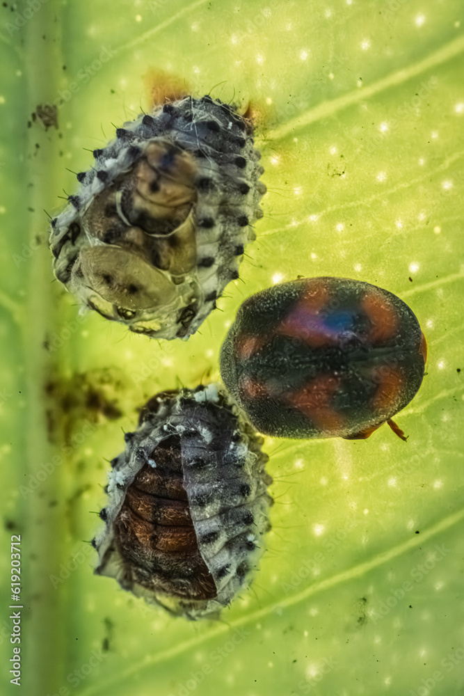 Little ladybugs molt under a leaf. Common ladybugs hatch from the ...
