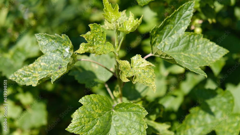 Currant leaves damaged by fungal diseases or insect pests. Deficiency ...