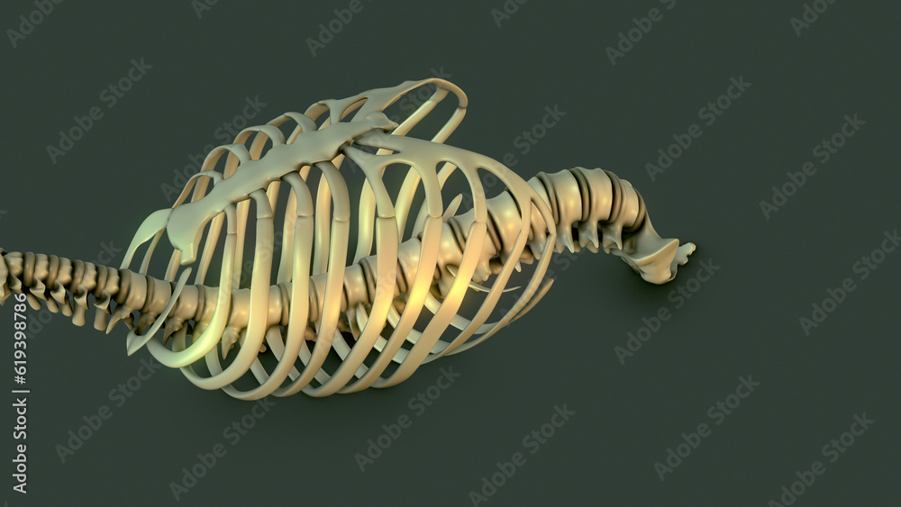 Anatomy of the Human Skeletal System Rib Cage Stock Illustration ...