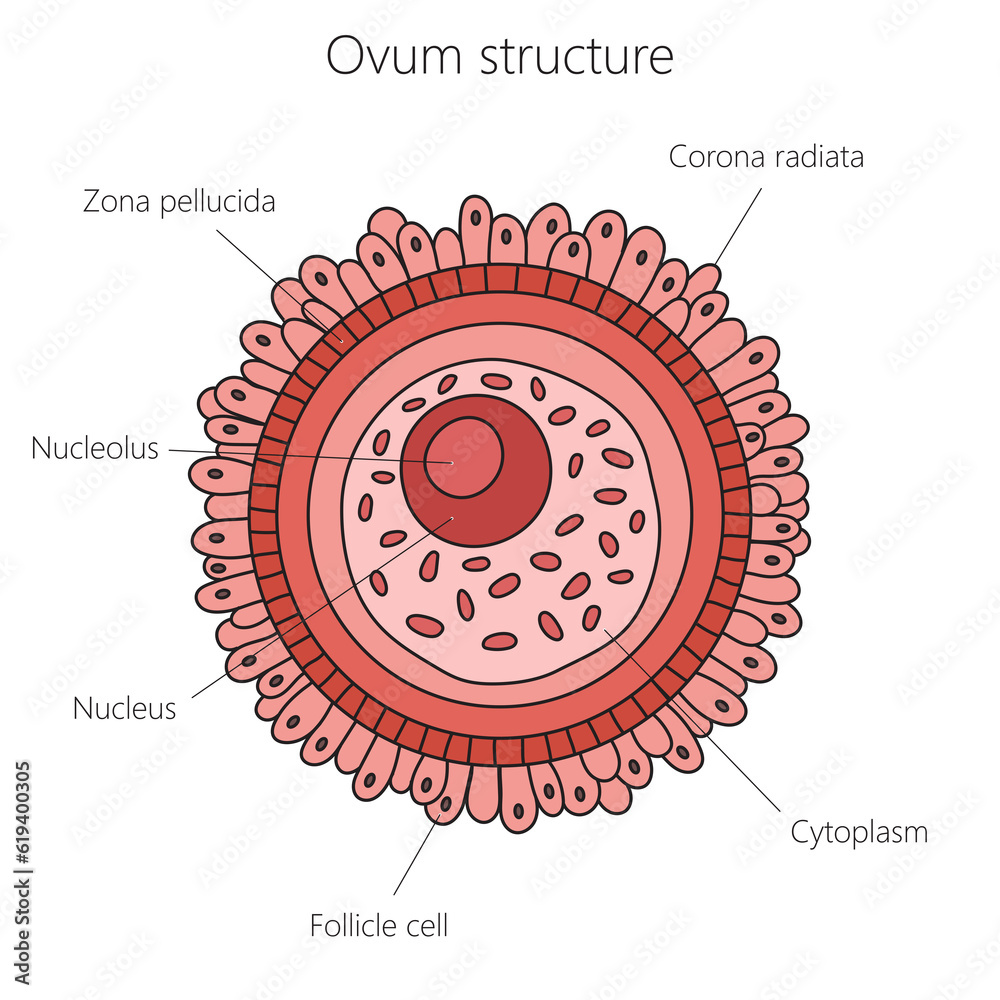 Egg cell structure diagram schematic raster illustration. Medical ...