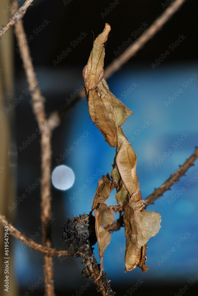 Female Phyllocrania paradoxa, deadly indian mantis looks like alien or ...