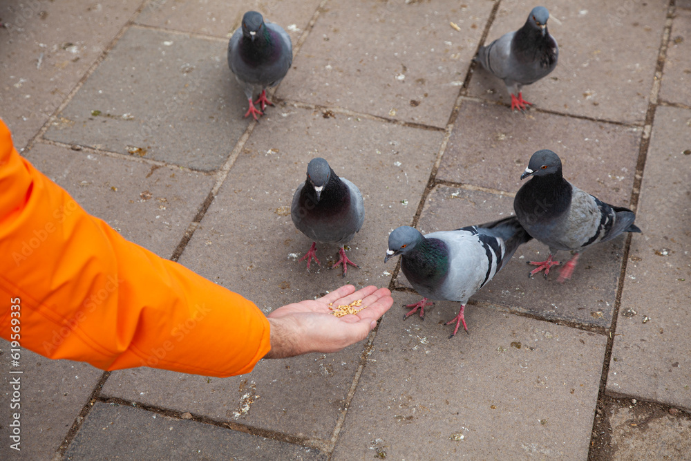 Man feeding pigeons with wheat feeds stray birds in the park. Gray ...