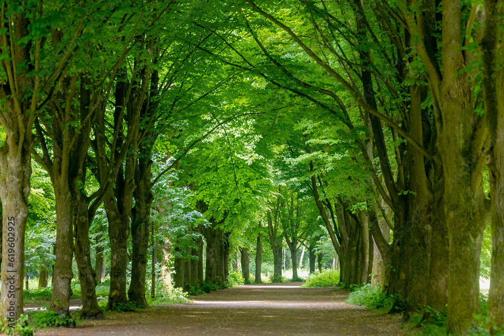 Spring landscape with pathway through the wood, Young green leaves on ...