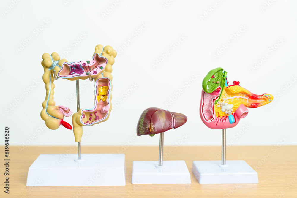 human Digestive system anatomy model, Pancreas, Gallbladder, Bile Duct ...