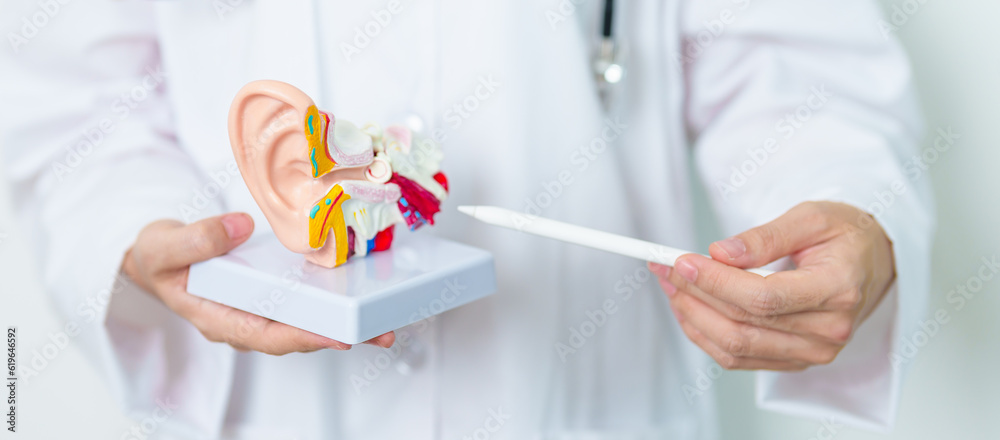 Doctor with human Ear anatomy model. Ear disease, Atresia, Otitis Media ...