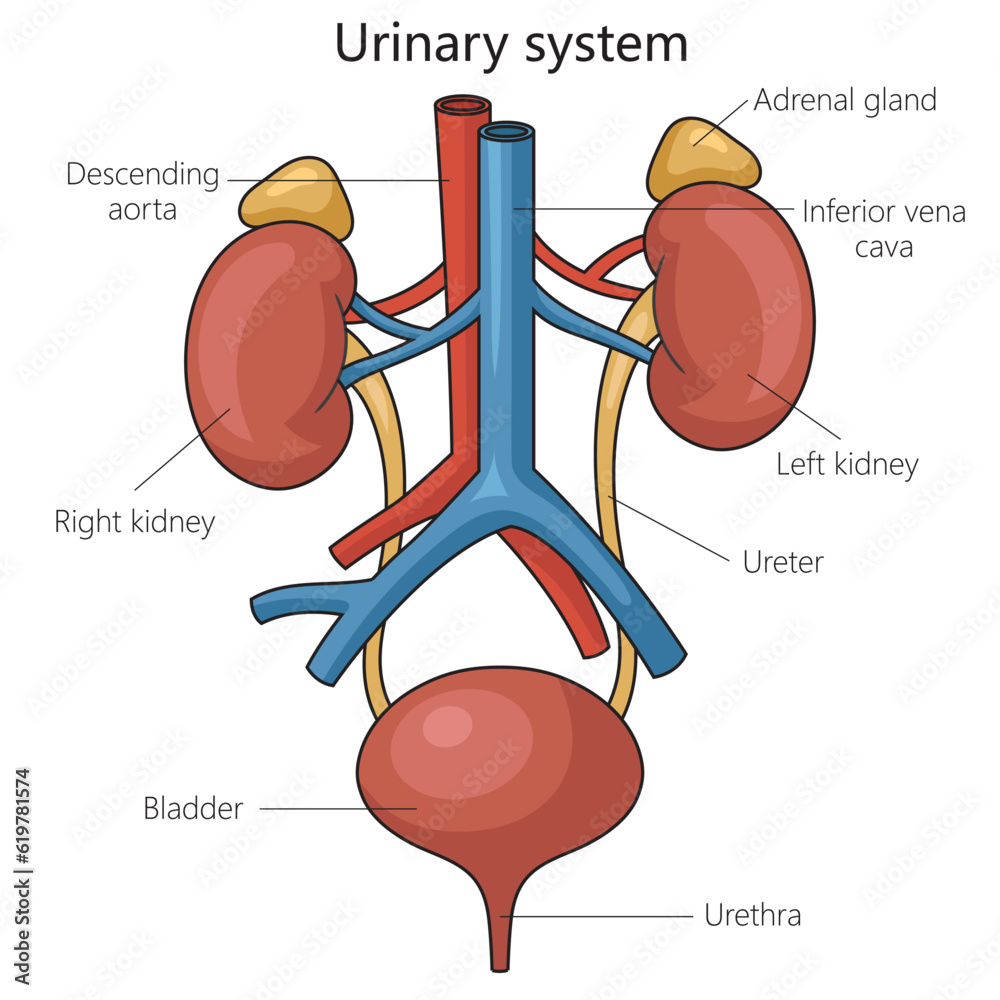 Urinary system structure diagram schematic vector illustration. Medical ...