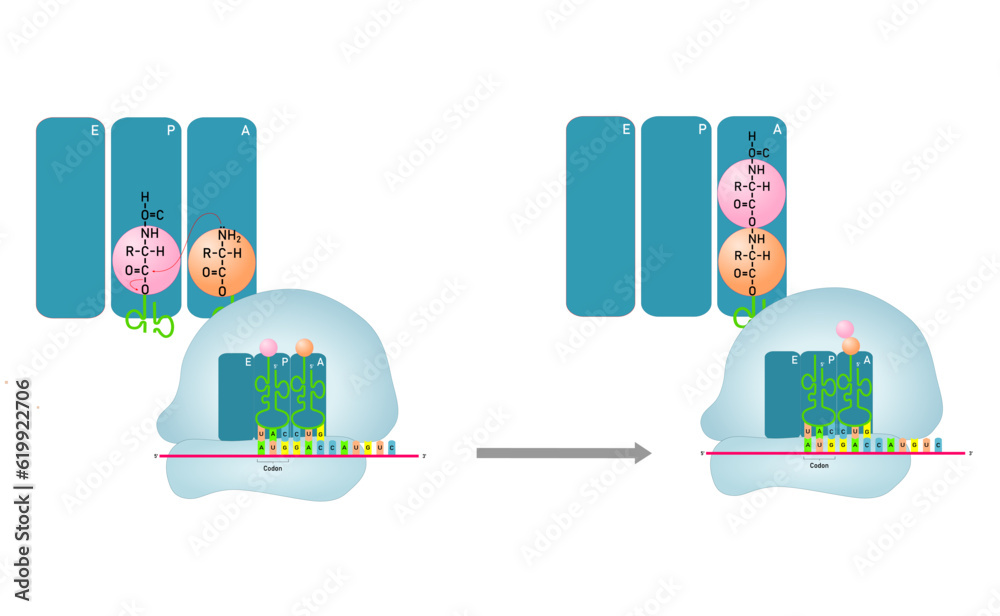 Forming peptide bond during protein synthesis. Vector illustration ...