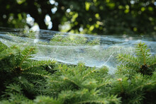 Large Spider Web In Tree Free Stock Photo - Public Domain Pictures