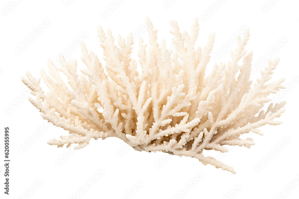Staghorn Acropora corall on transparent background (PNG). Generative AI ...