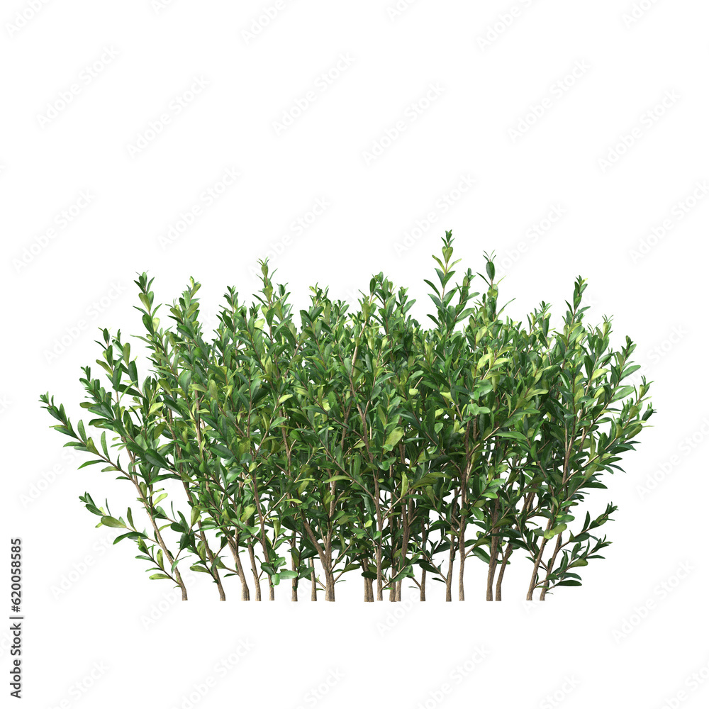 bush isolate on a transparent background, 3D illustration, cg render ...