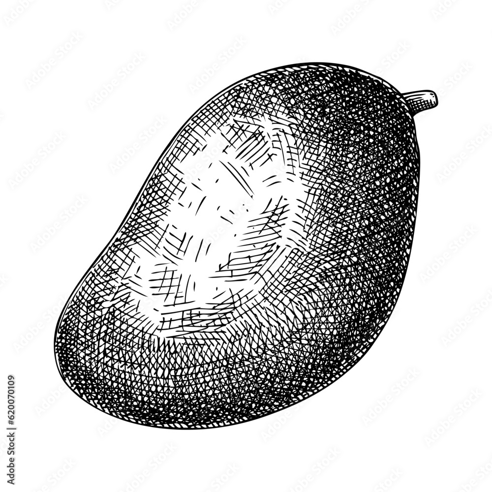 Hand drawn mango sketch. Tropical fruit vector illustration isolated on ...