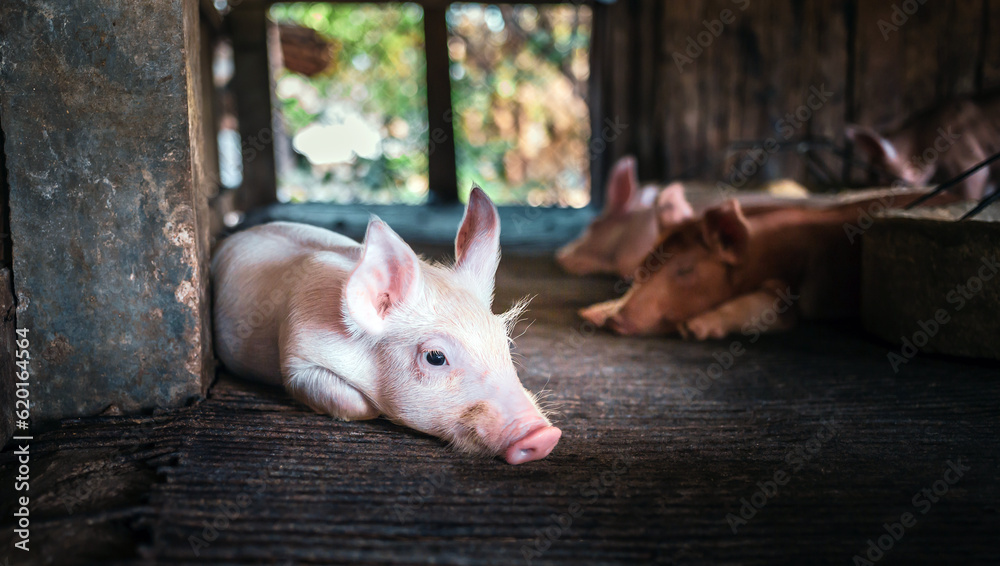 A portrait of a cute small piglet cute newborn flop on the pig farm ...