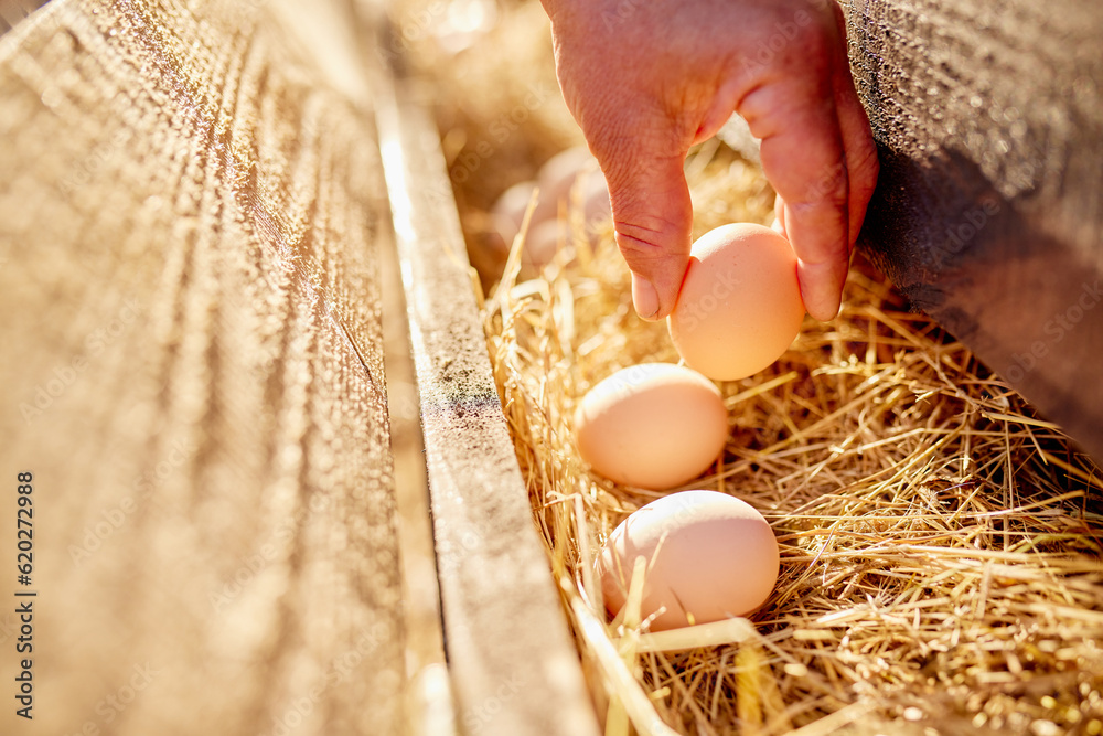 farmer collects eggs at eco poultry farm, free range chicken farm Stock ...