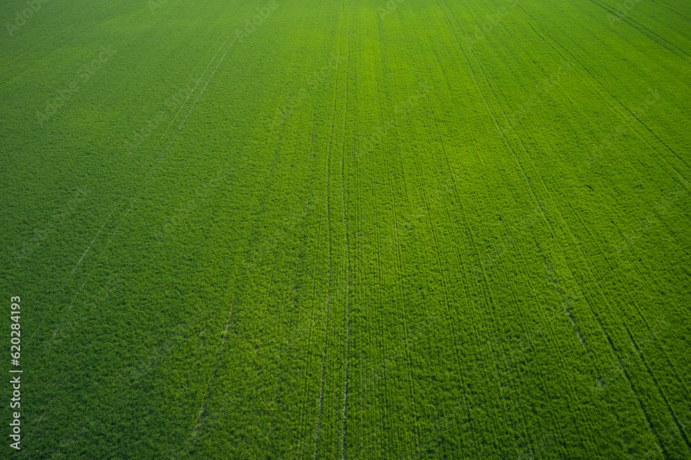 Aerial view of a grass plantation. Grass meadows top view. Green lawn ...
