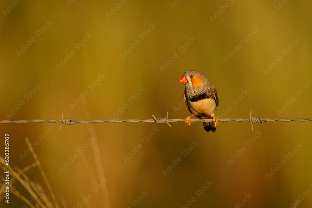 Australian Zebra Finch or Chestnut-eared Finch (Taeniopygia guttata ...
