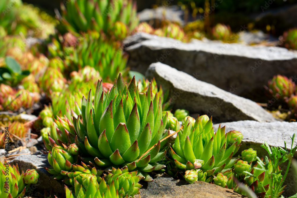 Sempervivum tectorum, the common houseleek with red and green leaves ...