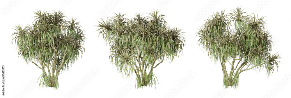 Pandanus tectorius palm tree on transparent background, png plant, 3d ...