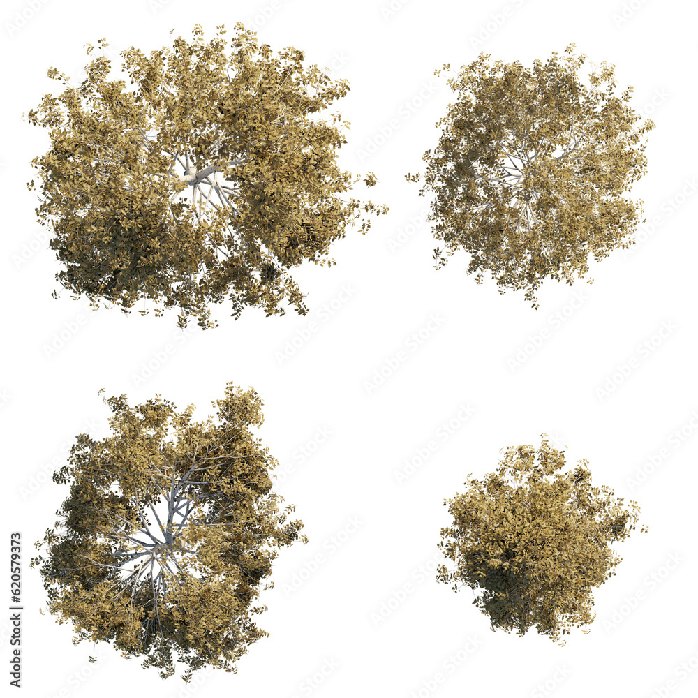 isolated betula tree from top view, best use for architecture plan ...