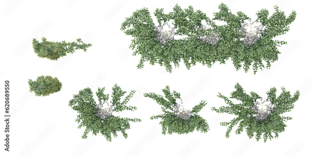 Top view of Trachelospermum Jasminoides,Star Jasmir on isolated ...