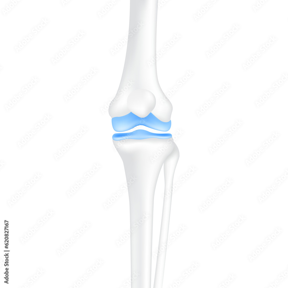 Leg bones knee and joint cartilage healthy. Human skeleton anatomy ...