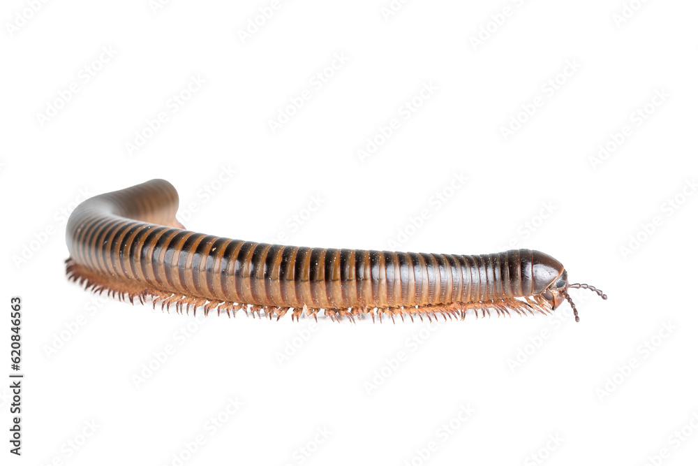 Millipede, Myriapoda, Spirostreptus giganteus on transparent background ...