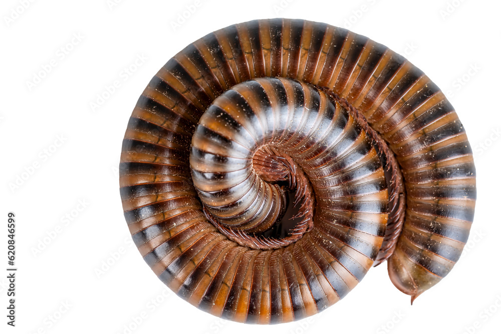 Millipede, Myriapoda, Spirostreptus giganteus on transparent background ...