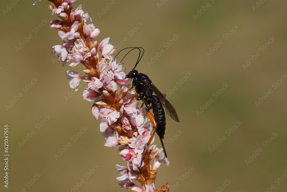 Female Pimpla rufipes, the black slip wasp, family Ichneumonidae. On ...
