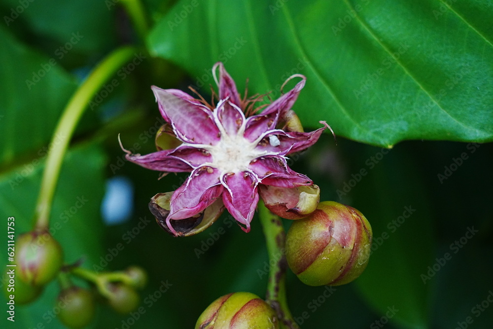 Dillenia suffruticosa, commonly known as Shrubby Simpoh or Simpoh Air ...
