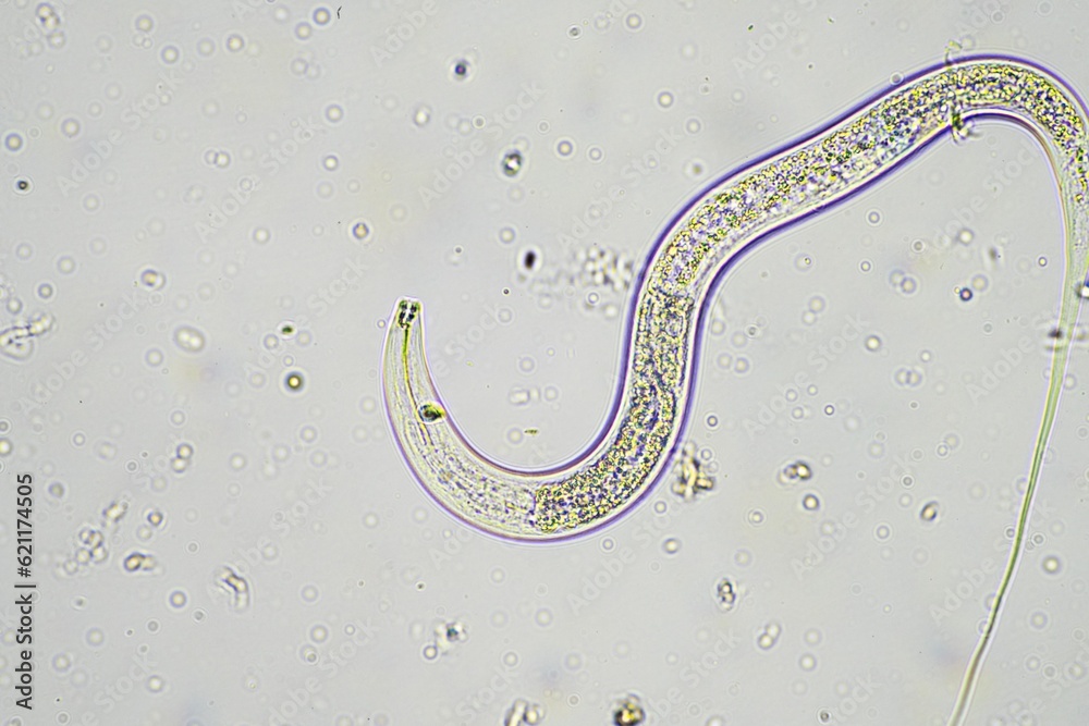 soil switcher nematode, microorganism and soil biology, with nematodes ...