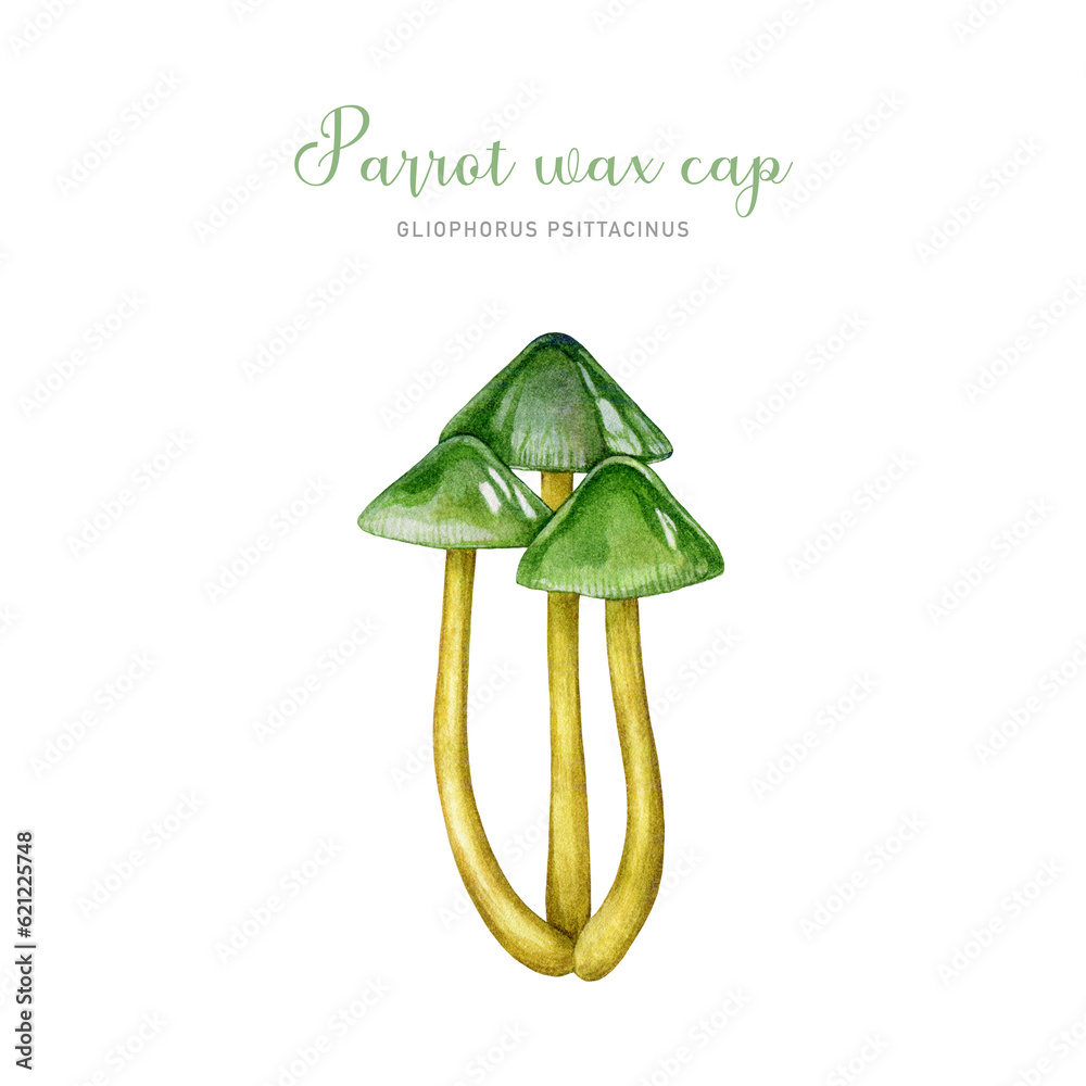 Parrot waxcap mushroom group. Watercolor illustration. Hand drawn ...