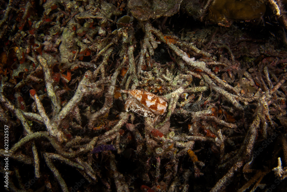 Conus geographus during dive in Raja Ampat. Geography cone on the sea ...