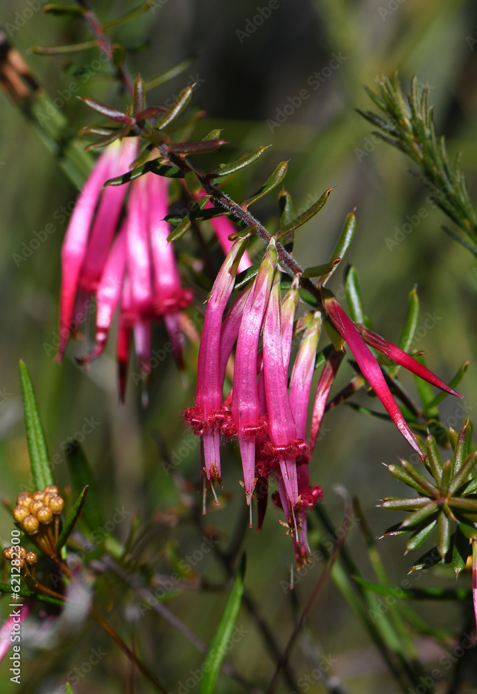 Beautiful tubular flowers of the Australian native Red Five Corners ...