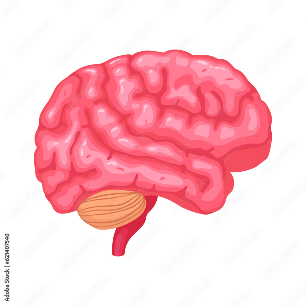 Vector realistic human internal organs anatomy composition with ...