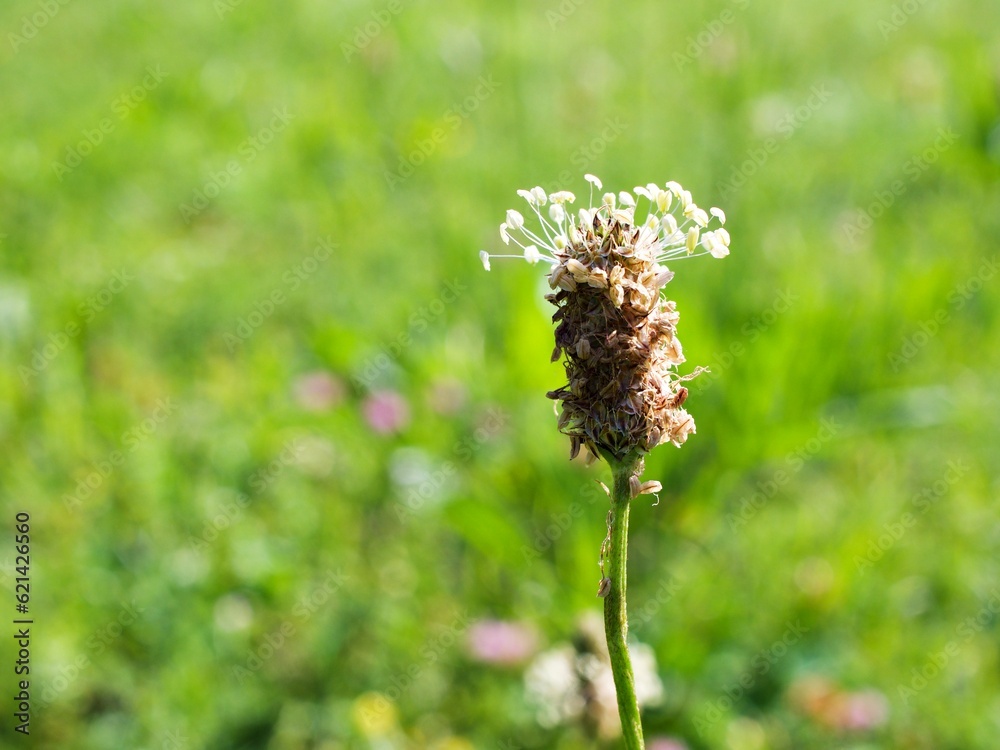 Plantago lanceolata ,Ribwort Plantain ,Buckhorm ,lance-leaf ,lanceolate ...