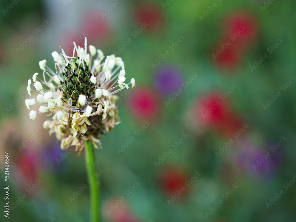 Plantago lanceolata ,Ribwort Plantain ,Buckhorm ,lance-leaf ,lanceolate ...