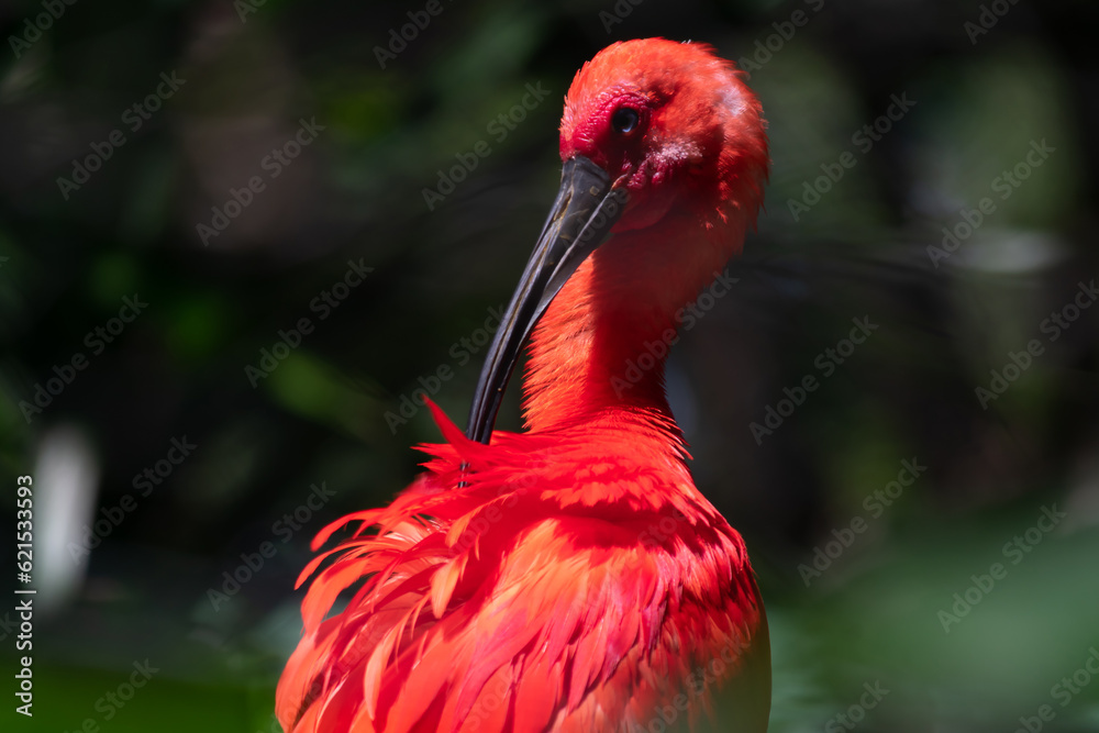 Eudocimus ruber. The scarlet ibis is a kind of pelecaniform bird of the ...