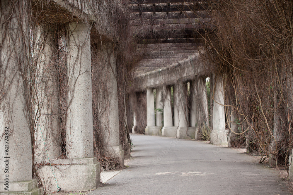 Pergola with concrete columns overgrown with climbing and wooden ...