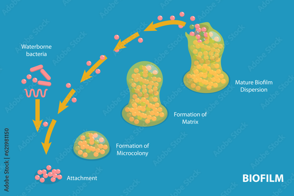 3D Isometric Flat Vector Conceptual Illustration Of Biofilm Formation 3D Isometric Flat Vector Conceptual Illustration Of Biofilm Formation