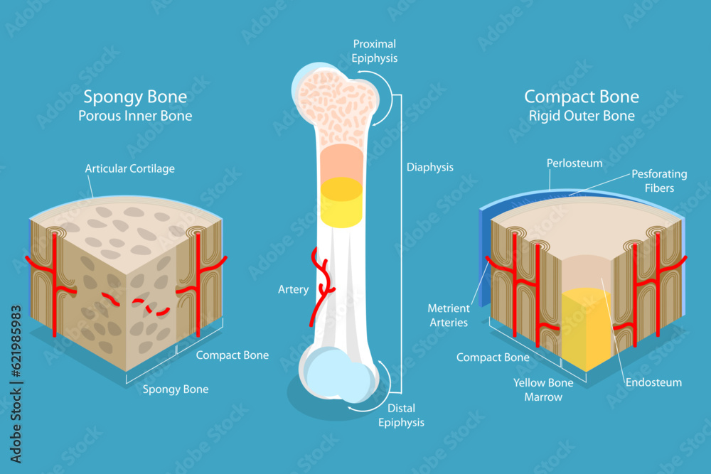 3D Isometric Flat Vector Conceptual Illustration of Spongy Vs Compact ...