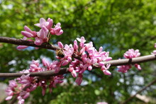 Redbud Tree Blossoms And Bees Free Stock Photo - Public Domain Pictures