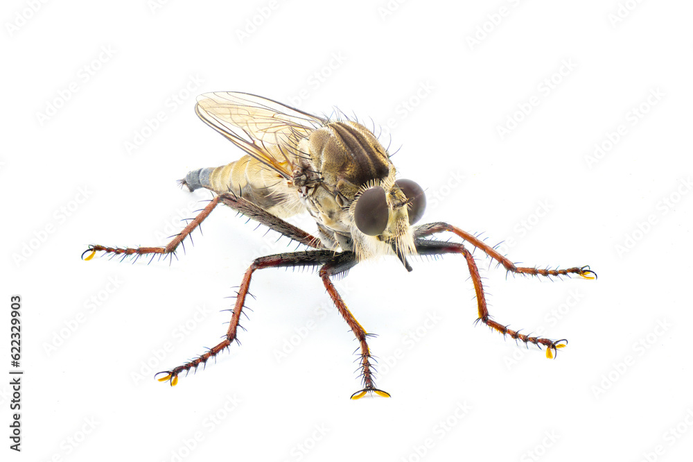 Robber fly Isolated on white background. Proctacanthus longus a species ...