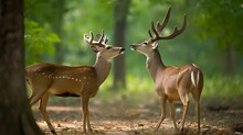 Two White-tail Deer Free Stock Photo - Public Domain Pictures