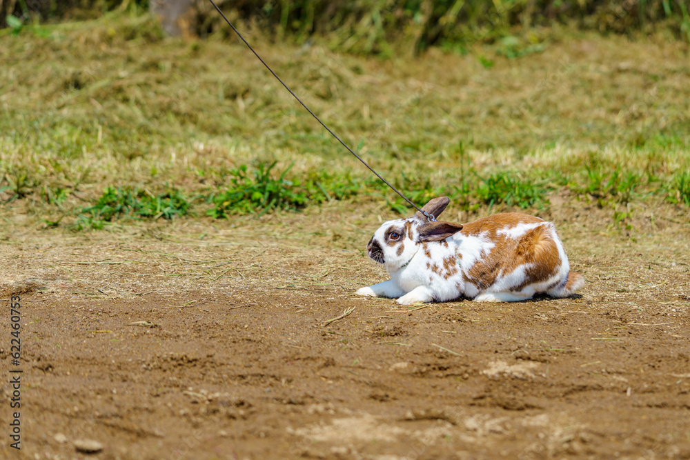 cute bunny rabbit on the leash jumping over the obstacles during bunny ...