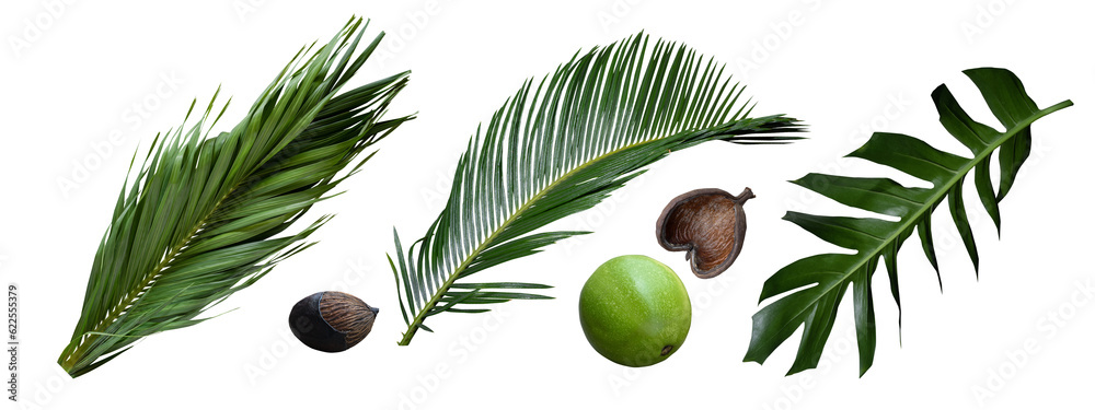Group Plant leaves Green nature Tropical forest isolated on transparent ...