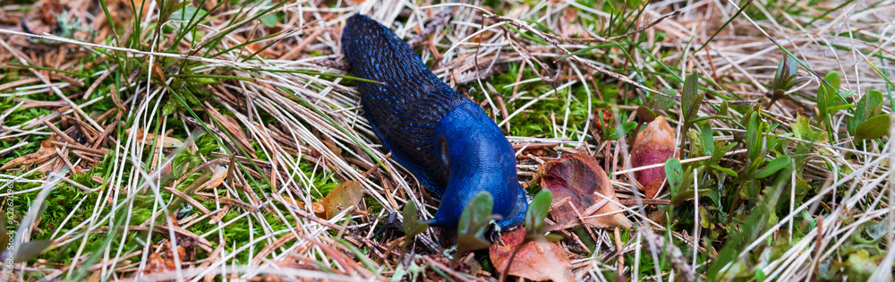 Carpathian bruise (Bielzia coerulans) is a rare species of lung snail ...